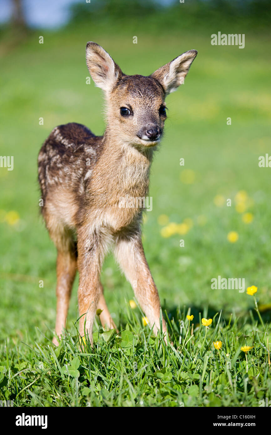 Cute fawn standing on grass Stock Photo - Alamy