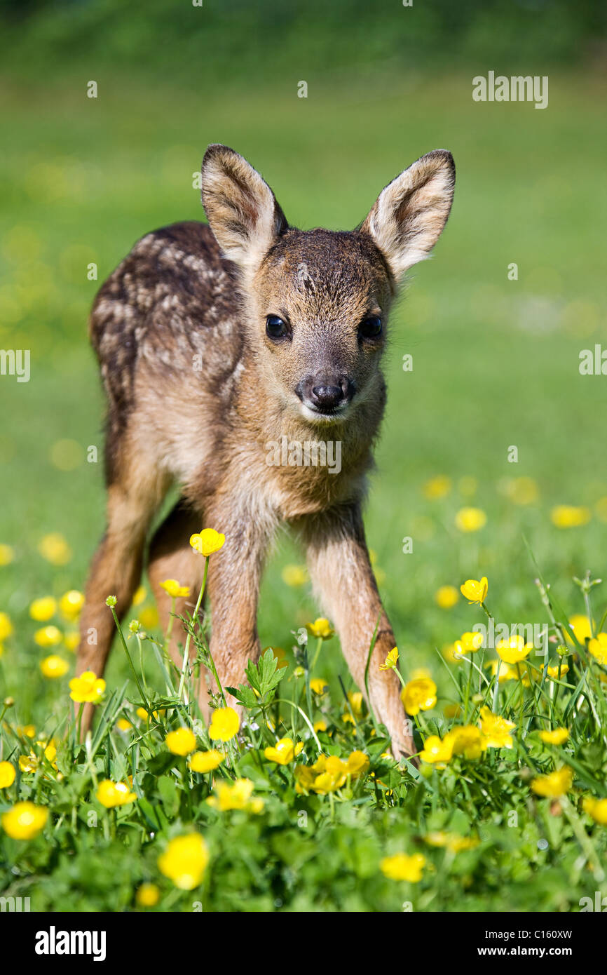 Fawn with flower hi-res stock photography and images - Alamy