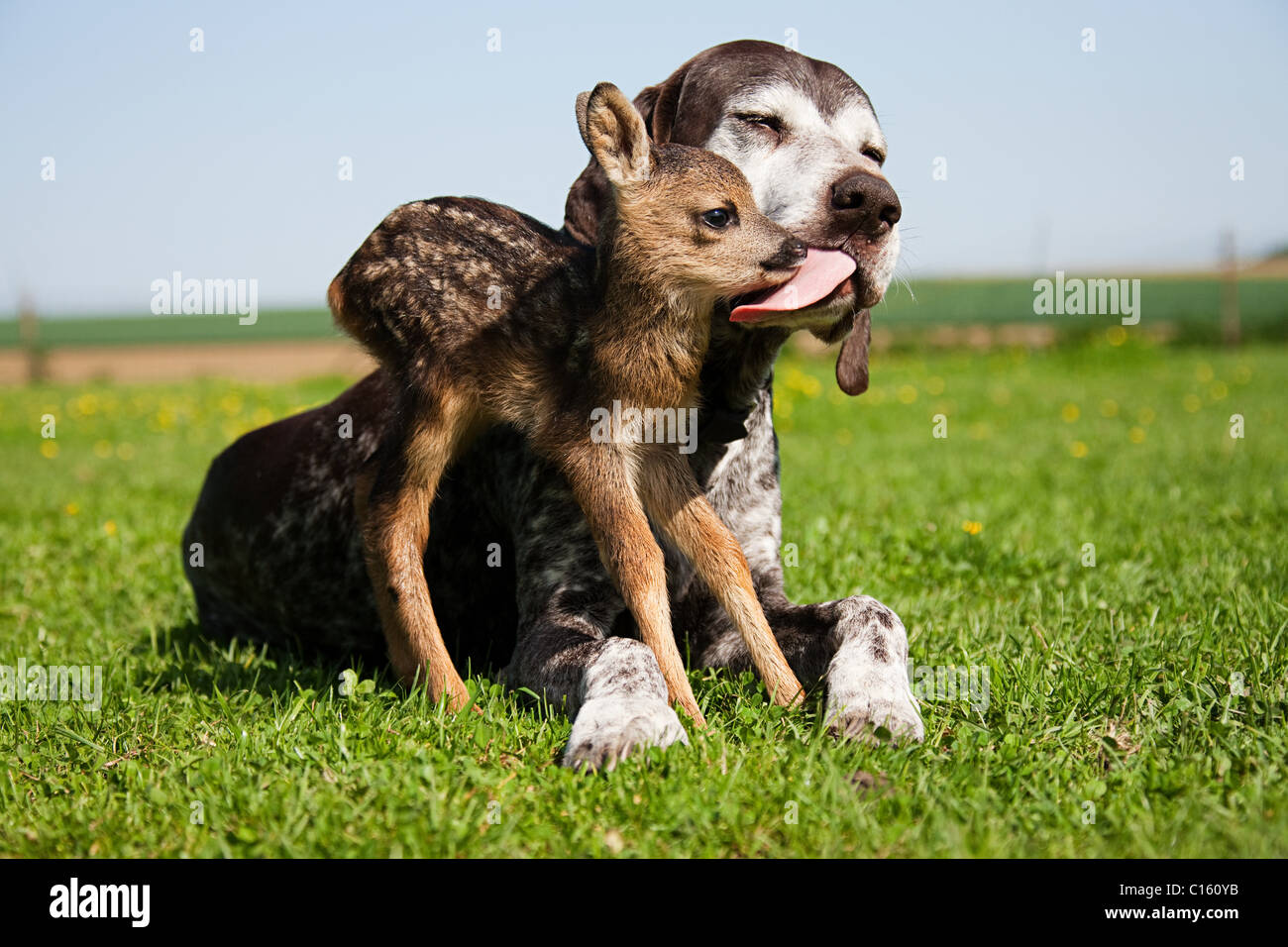 Sitting cleaning hi-res stock photography and images - Alamy