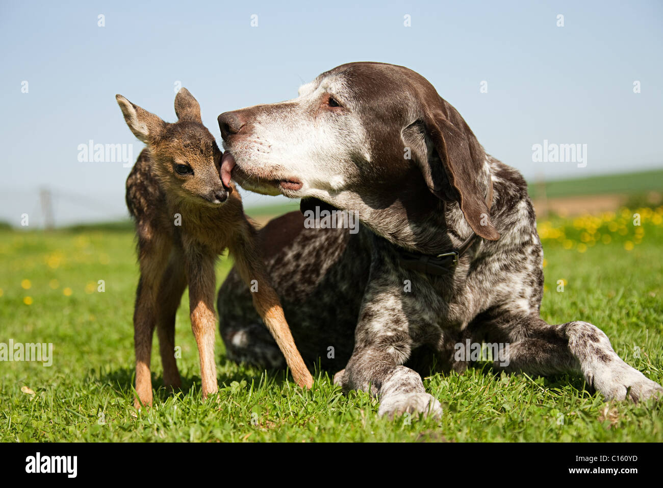 Fawn and dog sitting on grass Stock Photo - Alamy