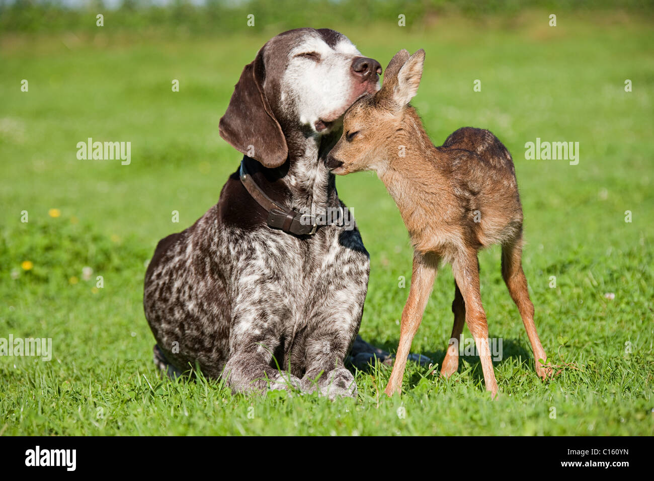 Deer fawn dog hi-res stock photography and images - Alamy