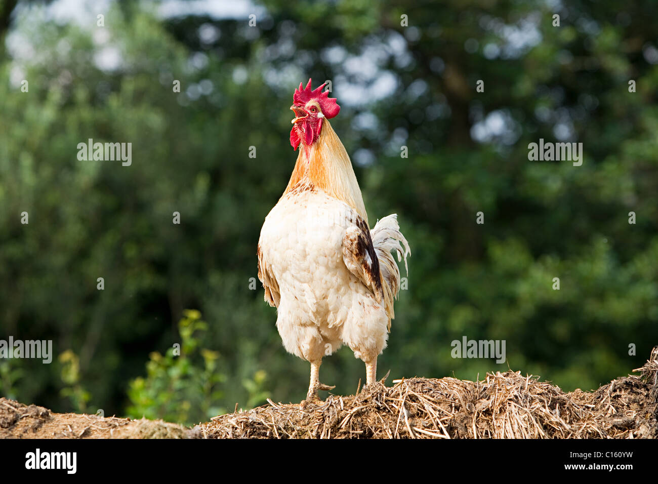One rooster standing Stock Photo - Alamy