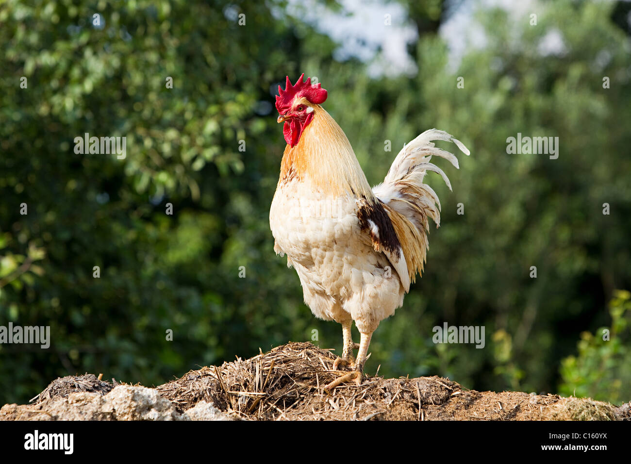 Type of rooster hi-res stock photography and images - Alamy