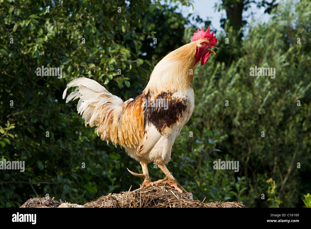 Side view rooster hi-res stock photography and images - Alamy