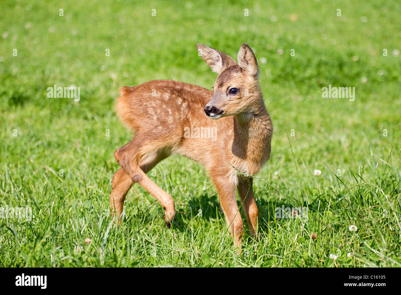 Cute fawn standing on grass Stock Photo - Alamy