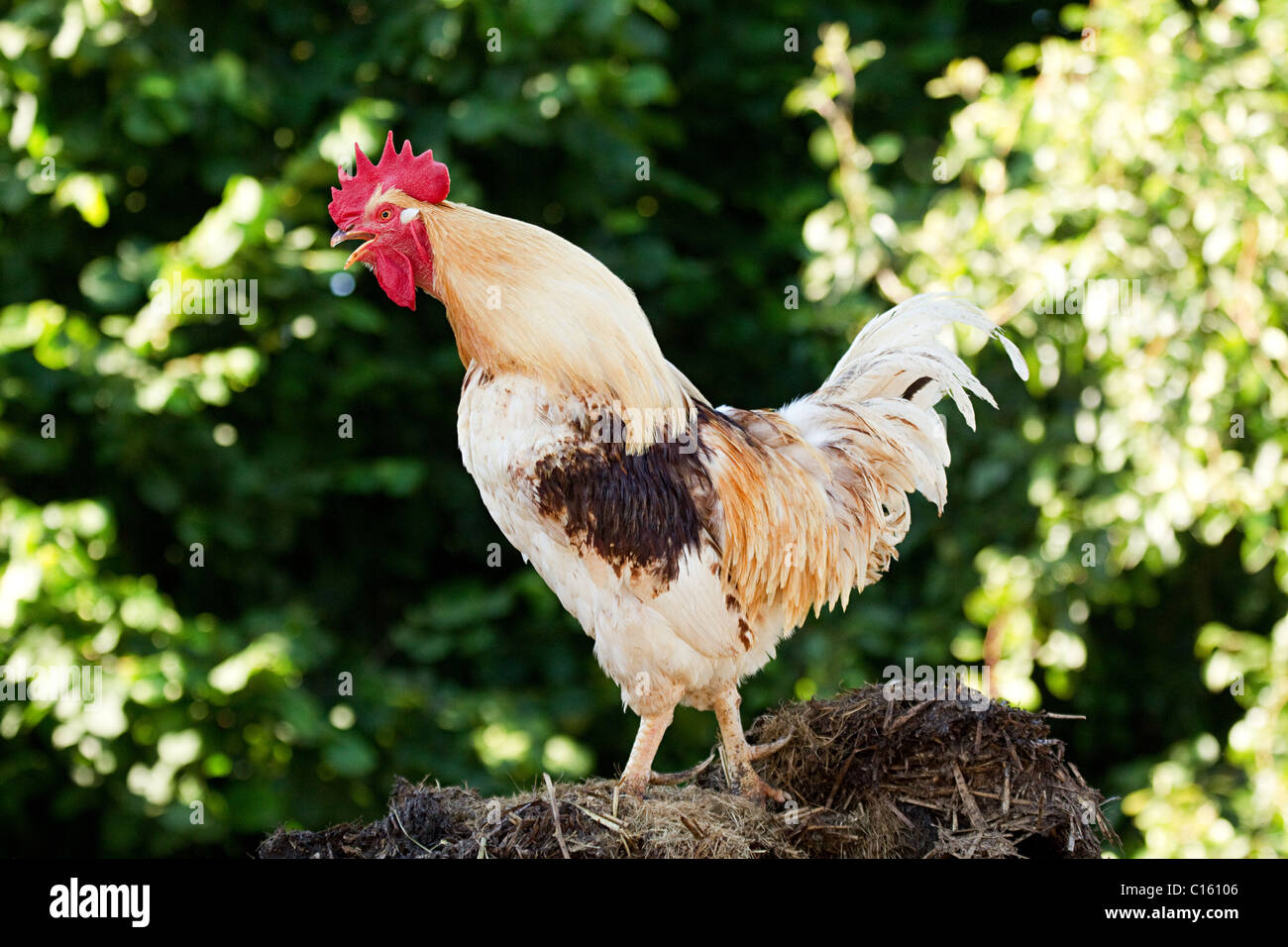One rooster standing Stock Photo - Alamy