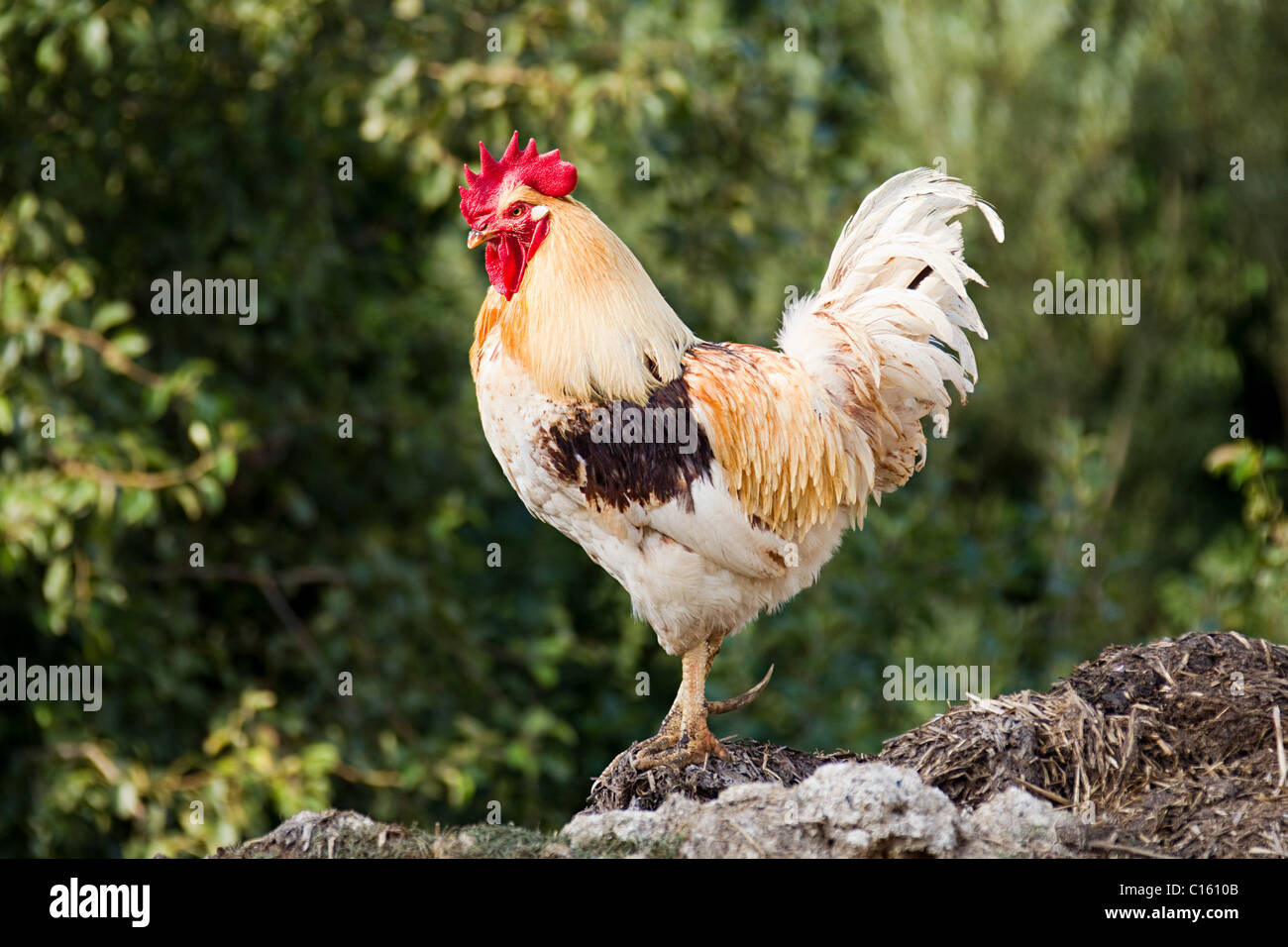One rooster standing Stock Photo - Alamy