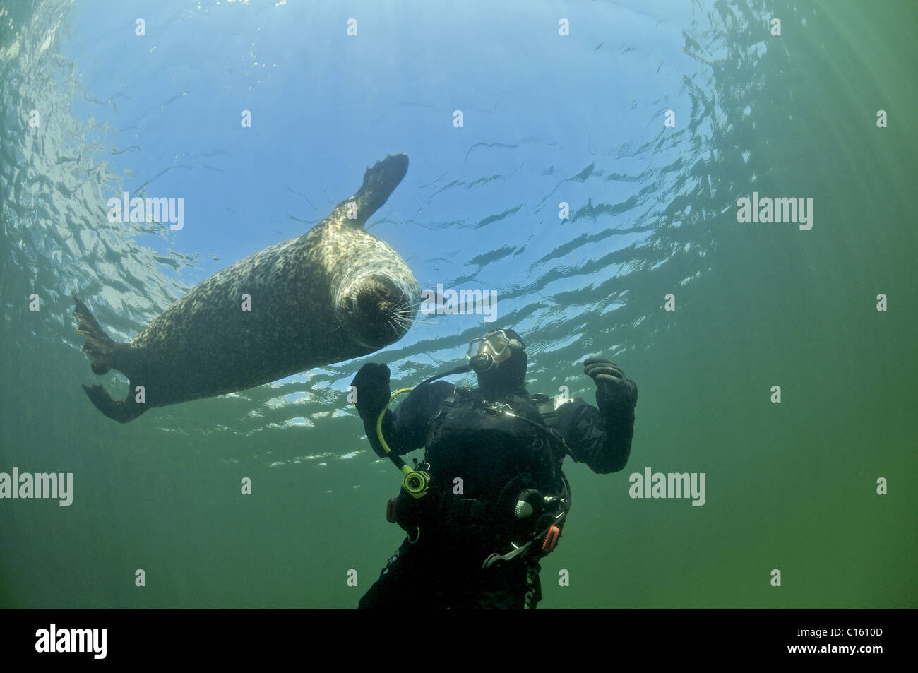 Common seal and diver Stock Photo - Alamy