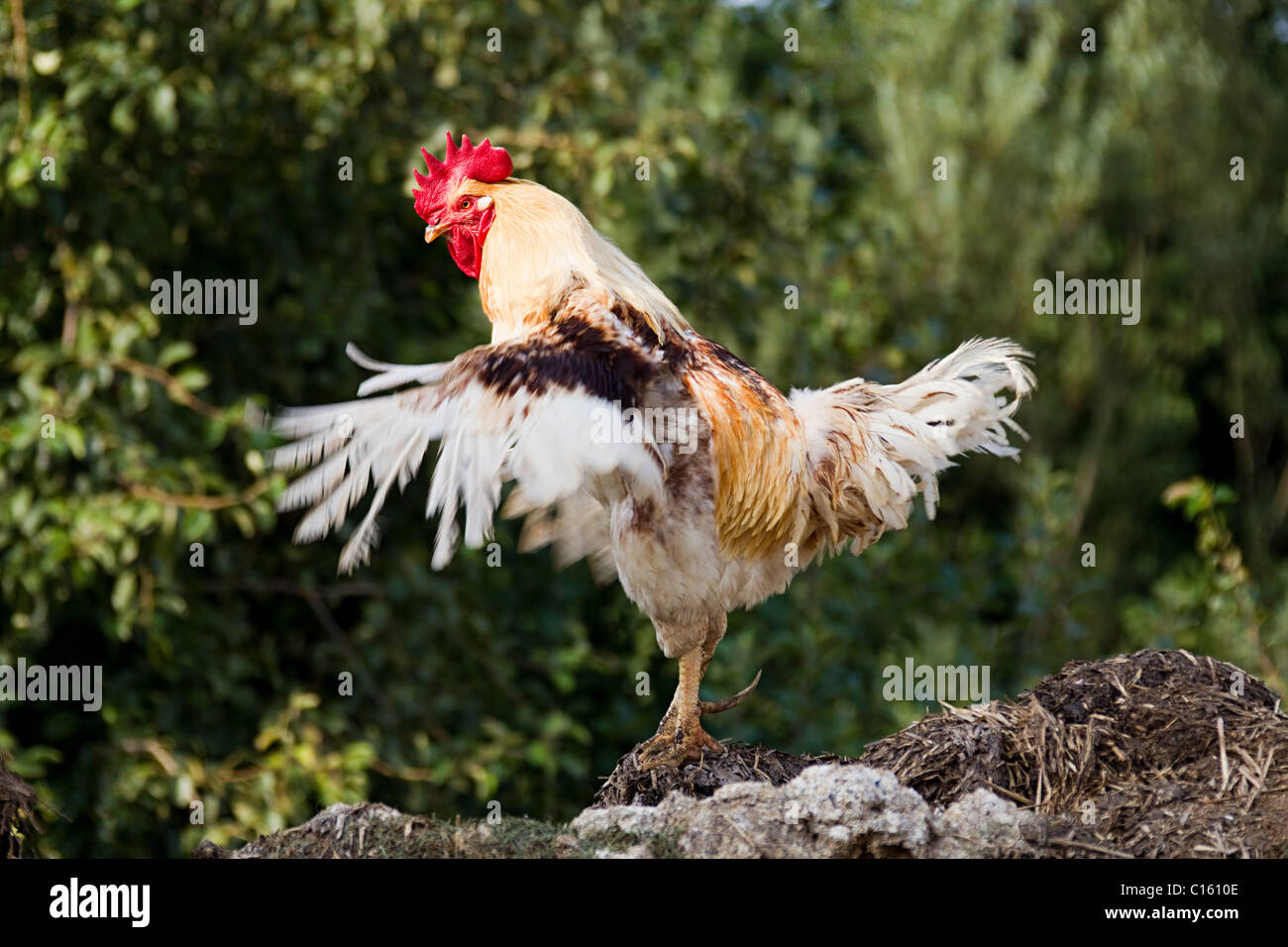 Rooster flapping wings hi-res stock photography and images - Alamy