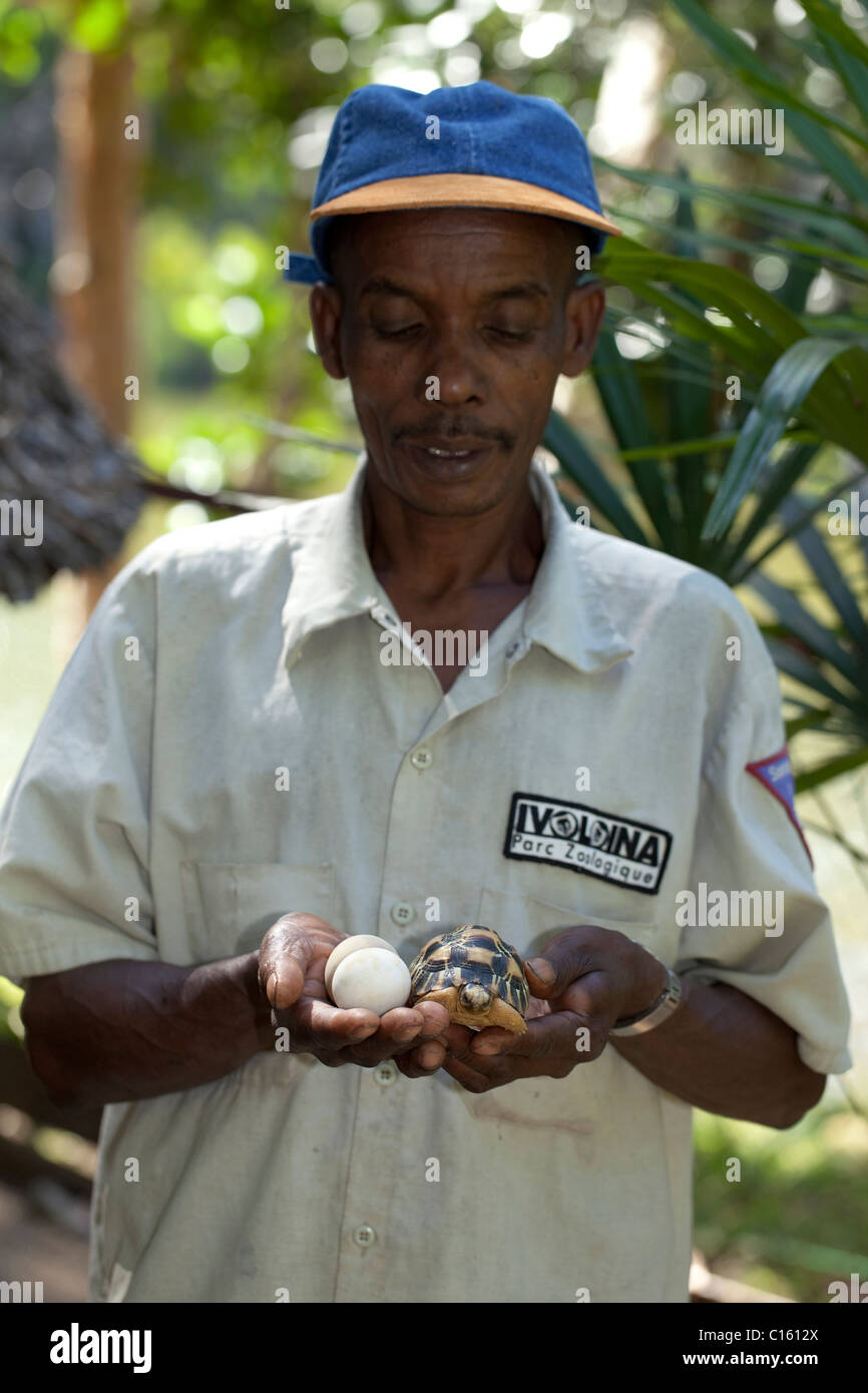 Radiated tortoise baby hi-res stock photography and images - Alamy