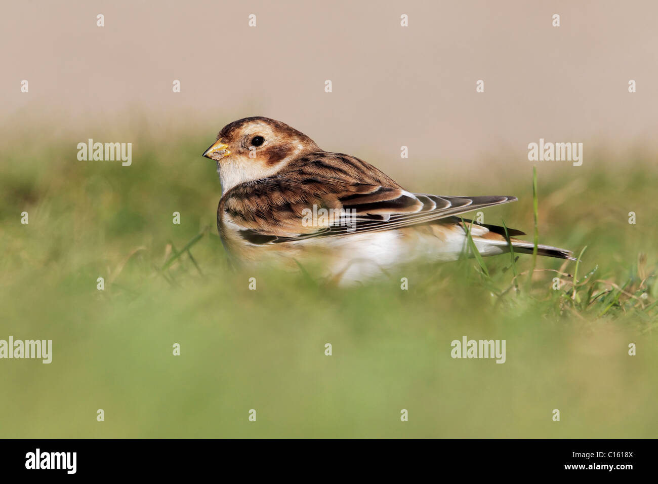 An adult winter plumage Snow Bunting Stock Photo - Alamy