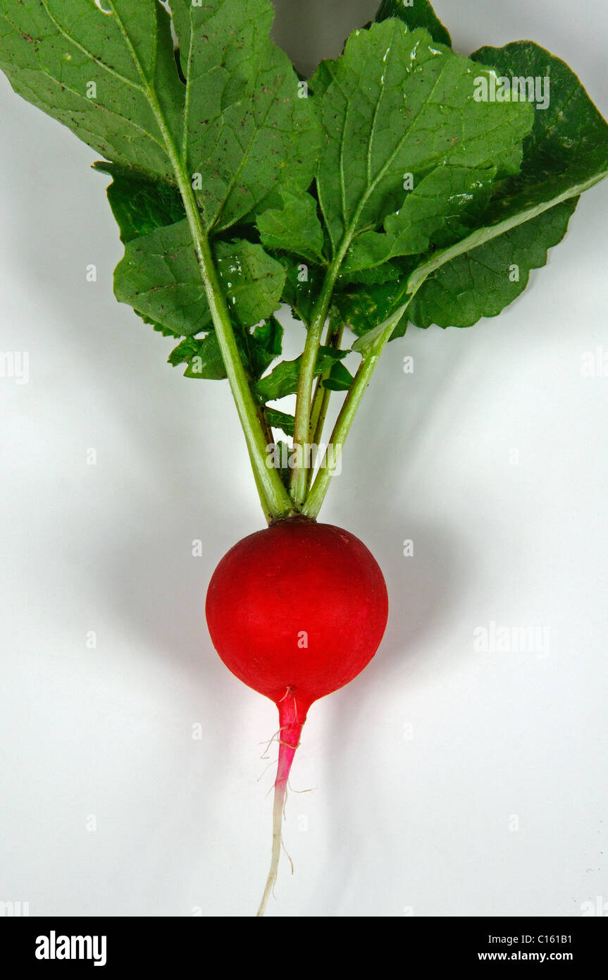 Saxa 2 radish Stock Photo - Alamy