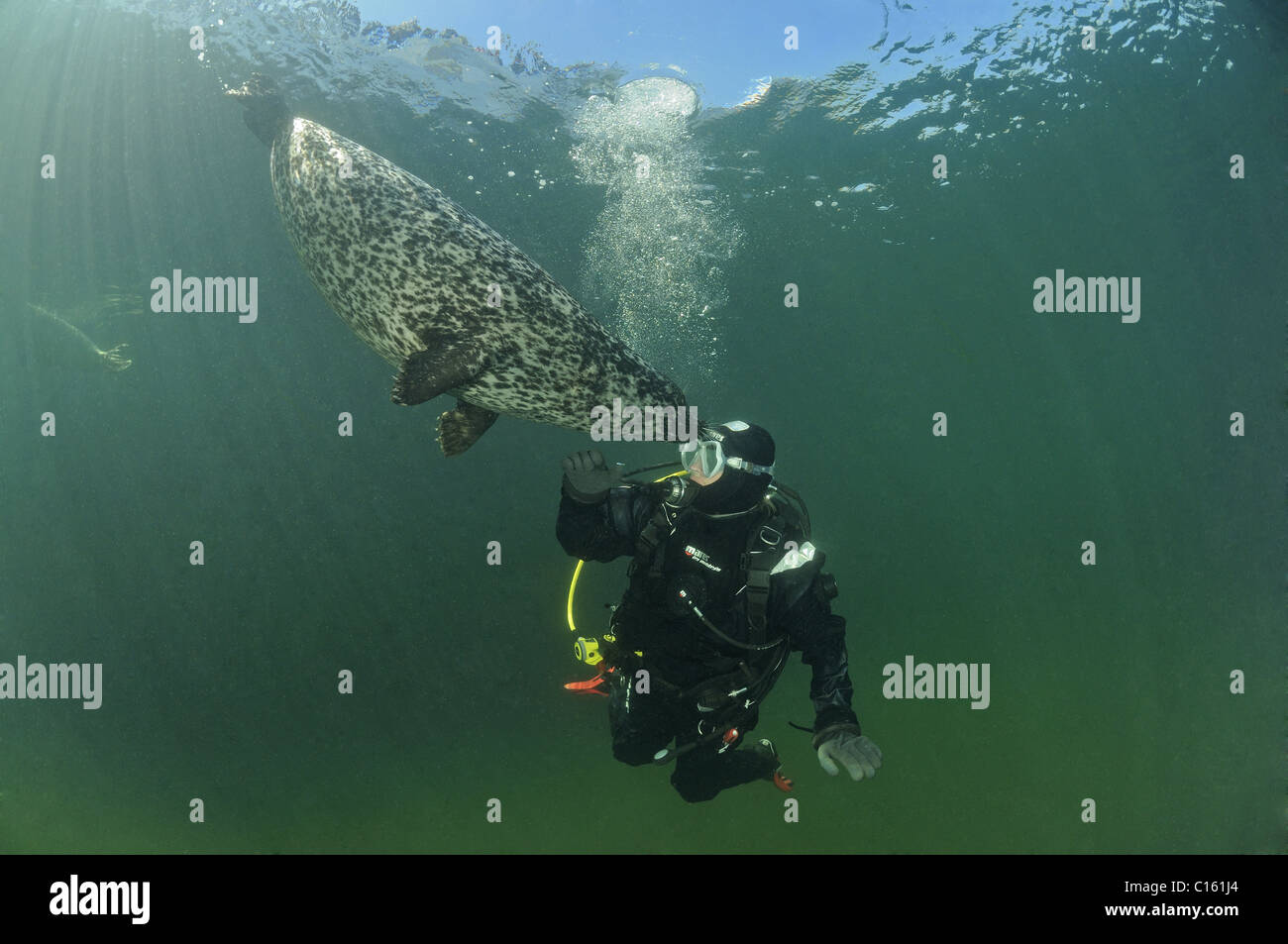 Seal scuba diving hi-res stock photography and images - Alamy
