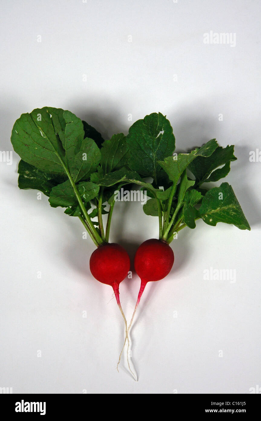 Saxa 2 radish Stock Photo - Alamy