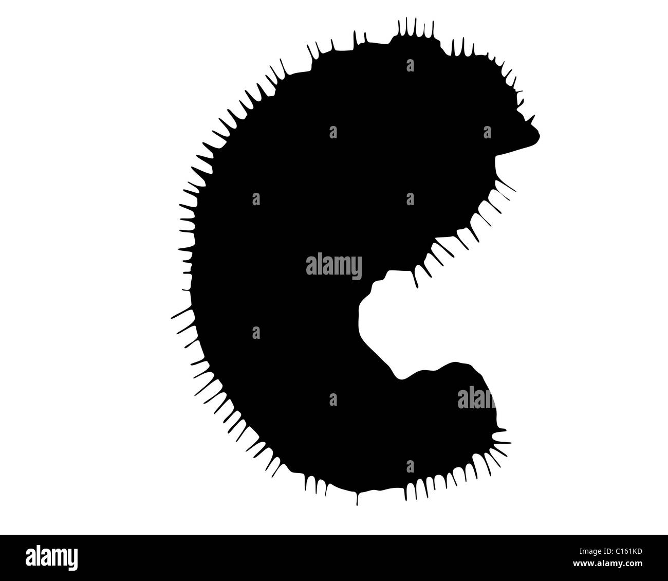 Spruce bark background Black and White Stock Photos & Images - Alamy