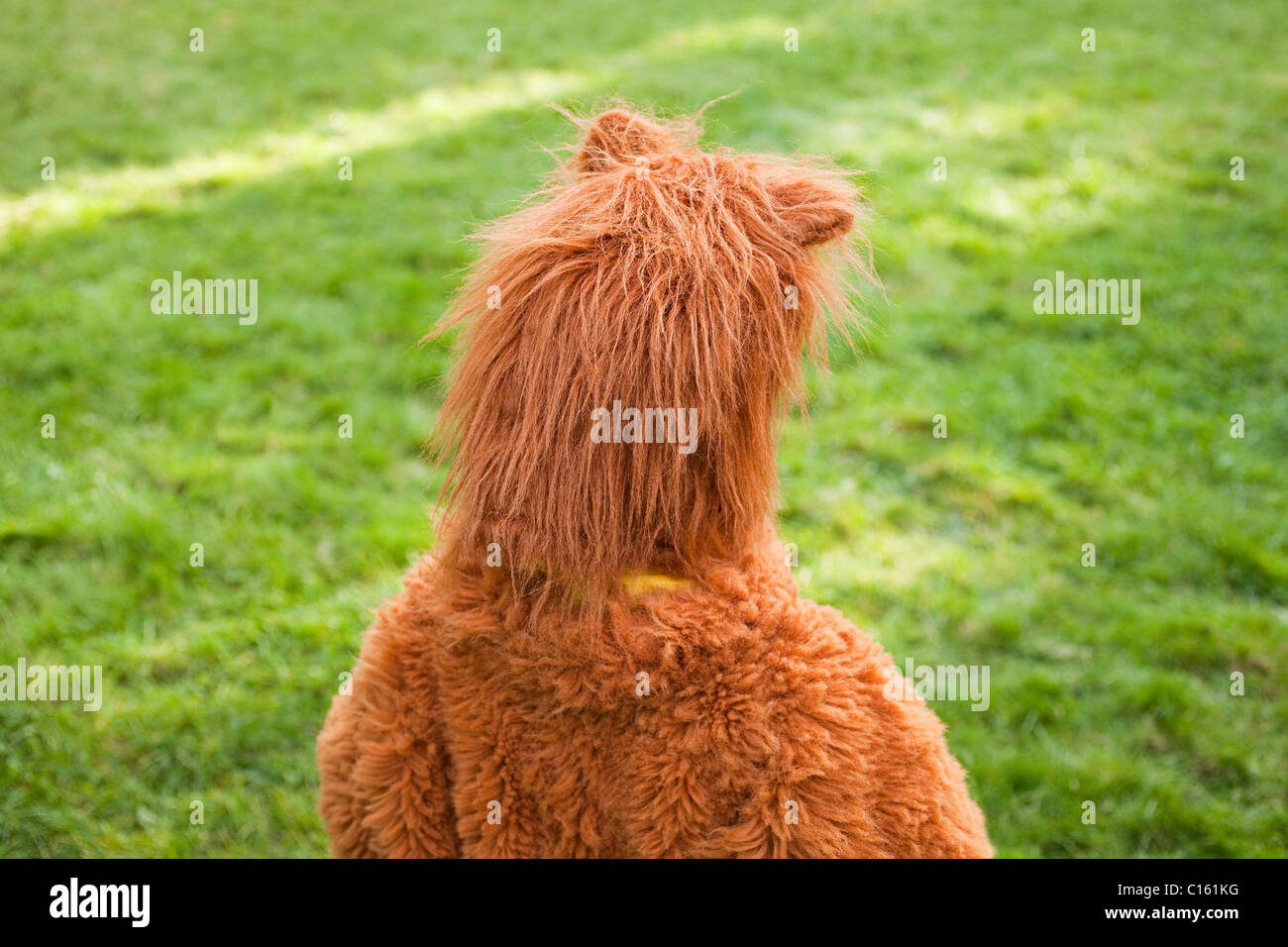 Boy dressed up as bear Stock Photo - Alamy