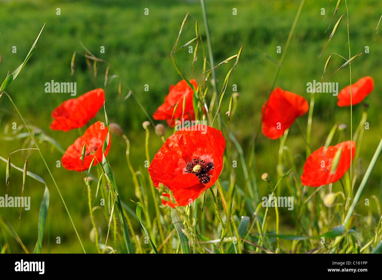 Red poppy flowers in Brouage citadel, Charente Maritime department ...