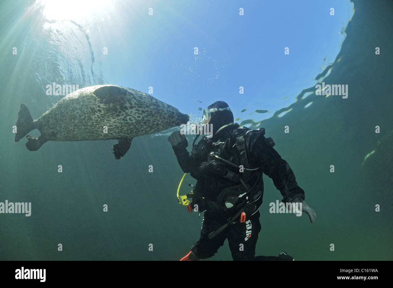 Common seal and diver Stock Photo - Alamy