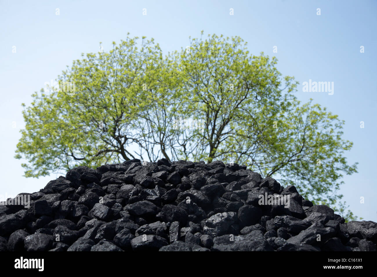 Pile of coal and tree Stock Photo - Alamy