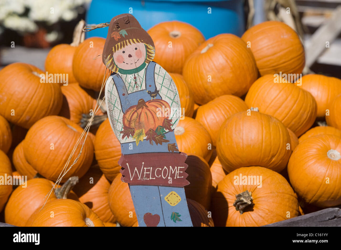 Pumpkins for sale Stock Photo - Alamy