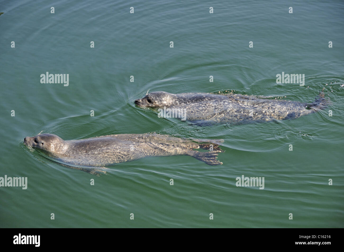 Commonseal hi-res stock photography and images - Alamy