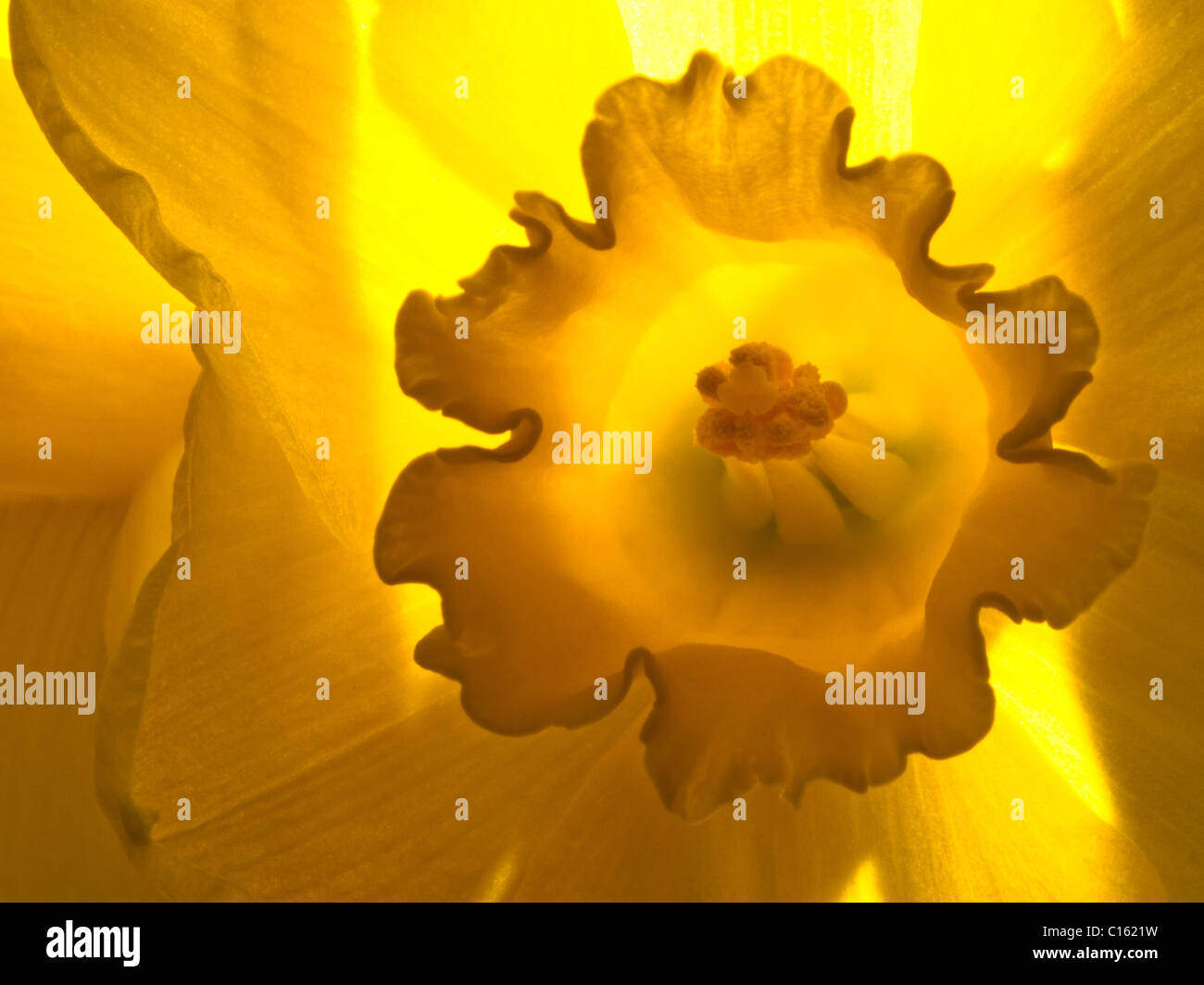 Daffodil close up hi-res stock photography and images - Alamy