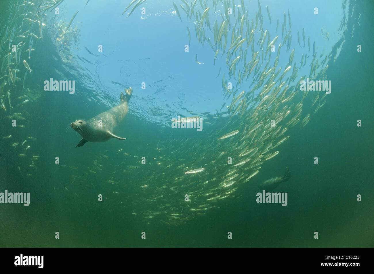 Seal hunting fish hi-res stock photography and images - Alamy
