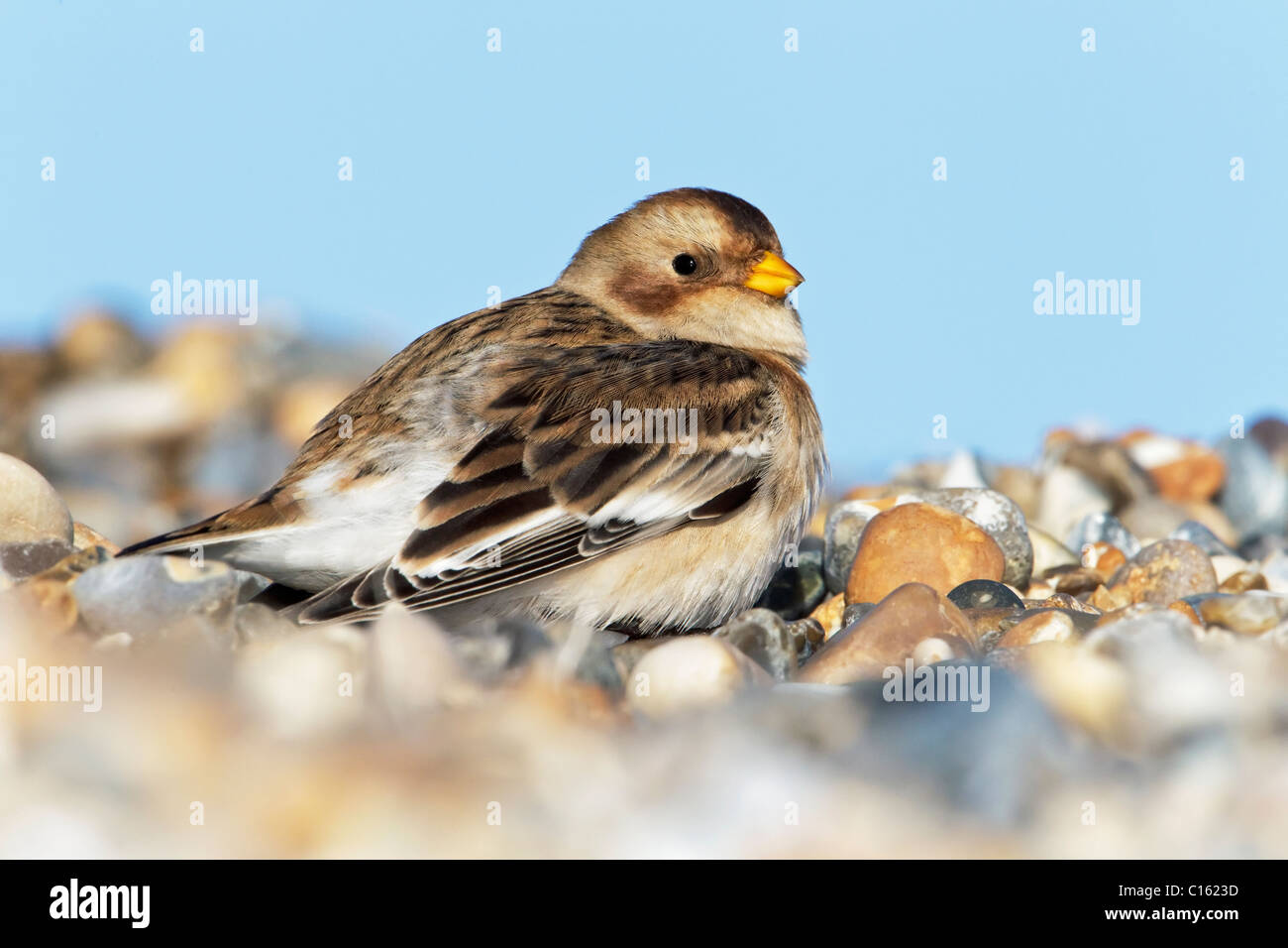 An adult winter plumage Snow Bunting Stock Photo - Alamy