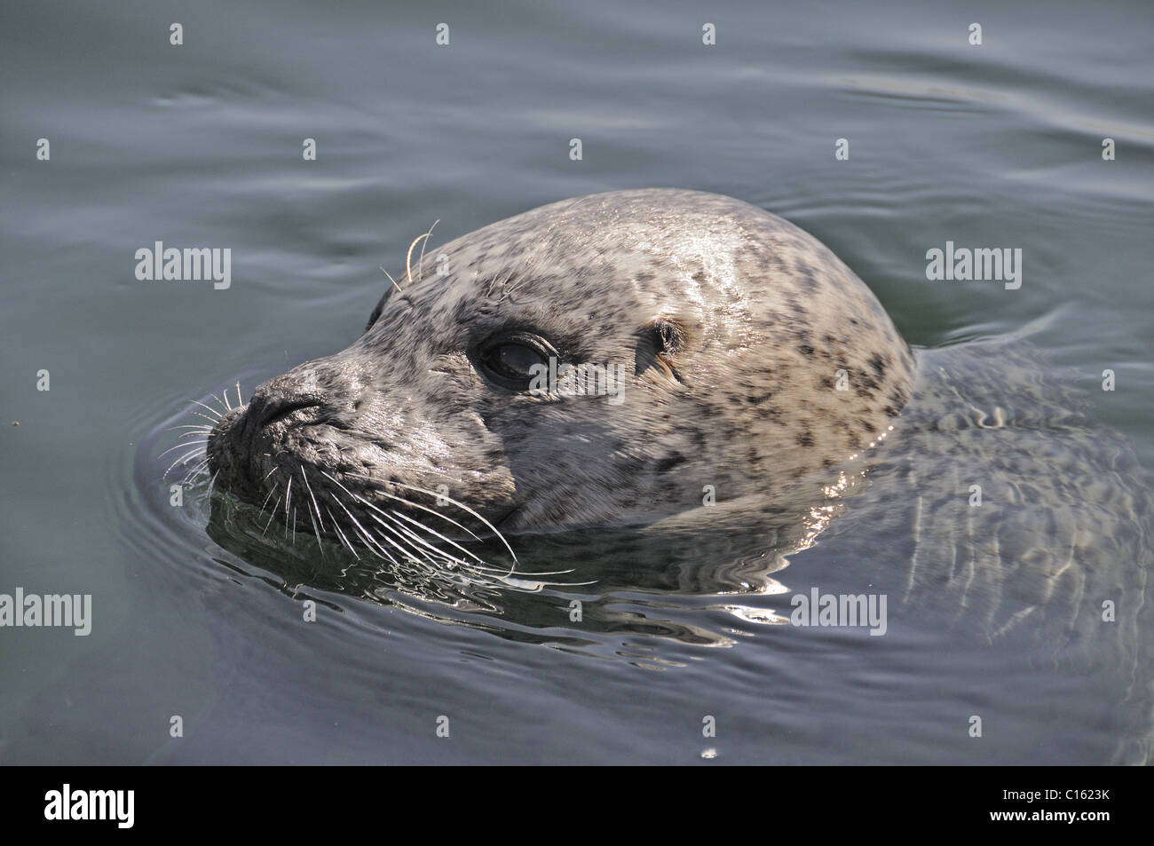 Commonseal hi-res stock photography and images - Alamy