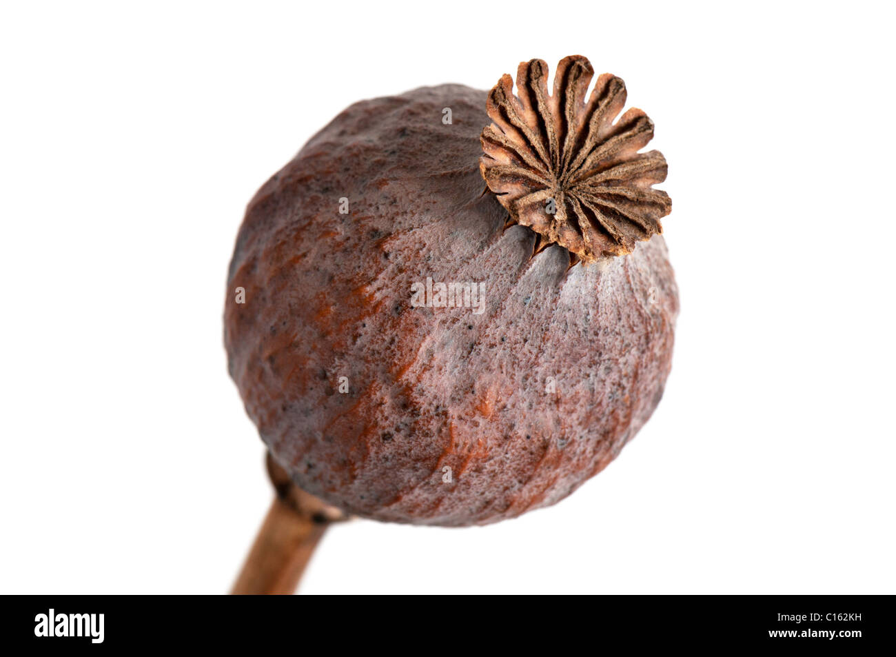 dried poppy heads on white background Stock Photo - Alamy