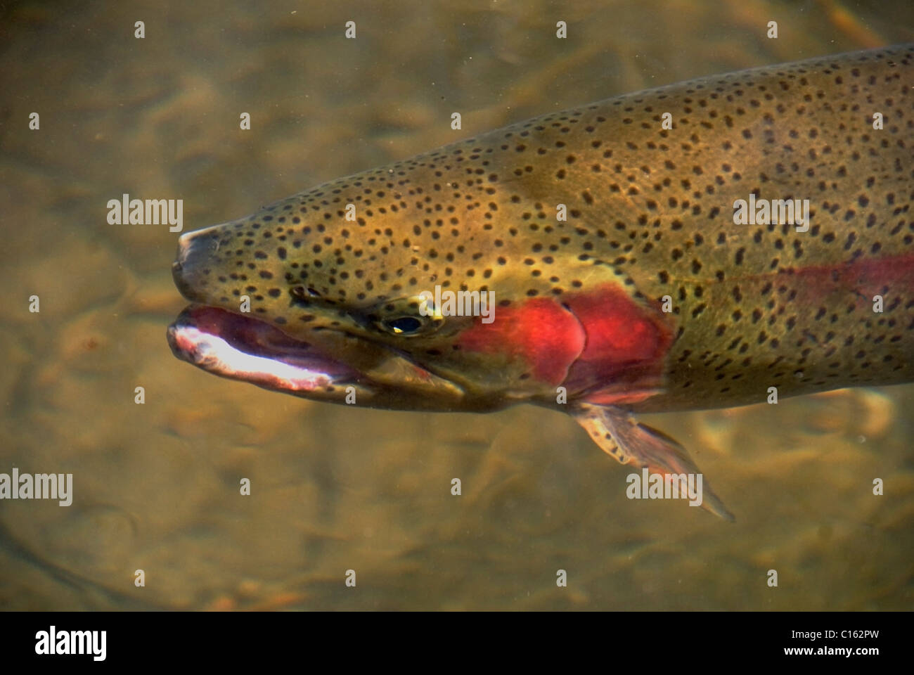 Lahontan Cutthroat Trout