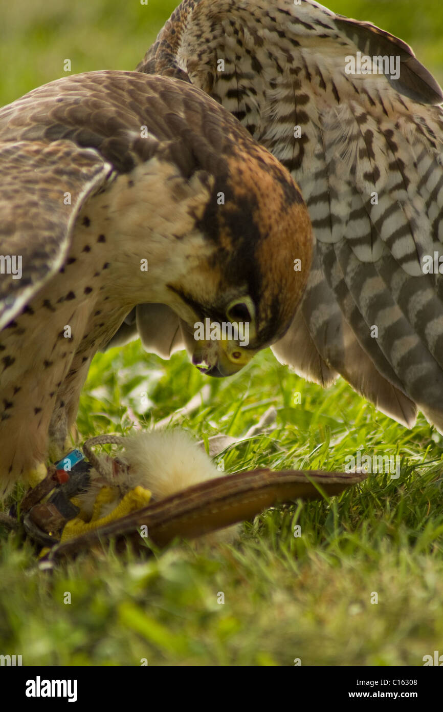 Harris Hawk eating a small chick Stock Photo - Alamy
