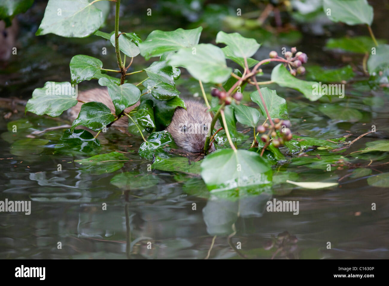 Brown Rat; Rattus norvegicus; swimming; Cornwall; UK Stock Photo - Alamy