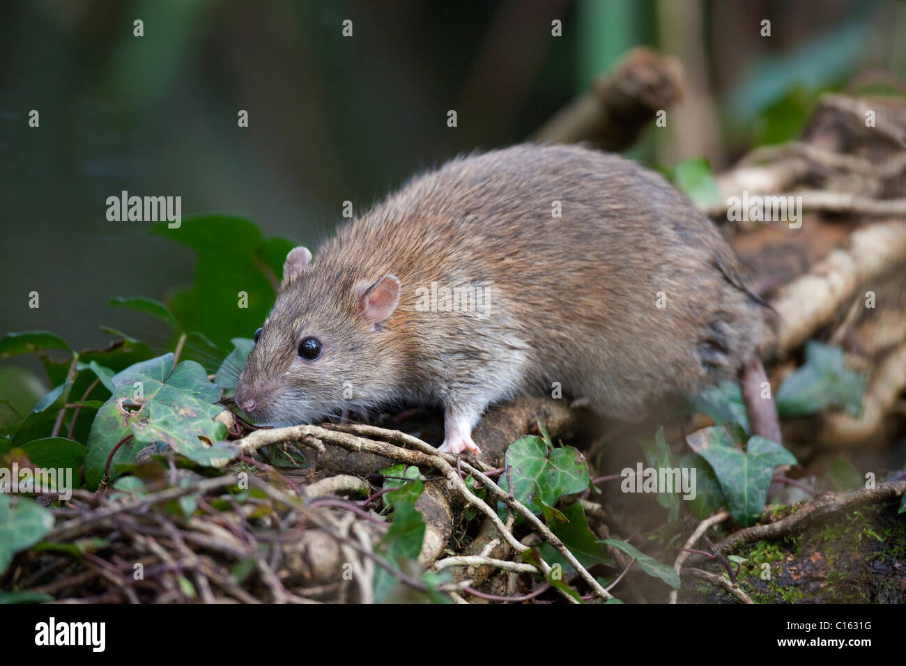 Rural rat hi-res stock photography and images - Alamy
