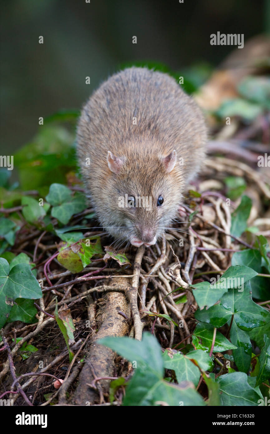 Brown Rat; Rattus norvegicus; Cornwall; UK Stock Photo - Alamy