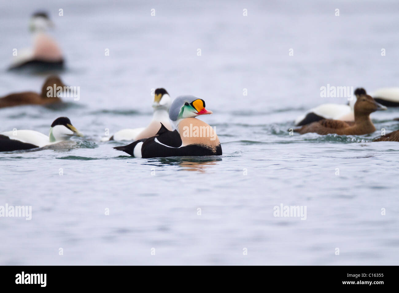 King Eider; Somateria spectabilis; amongst eider ducks; Norway Stock ...