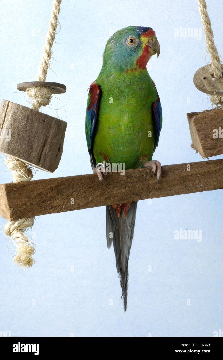Animal bird parrot hi-res stock photography and images - Alamy