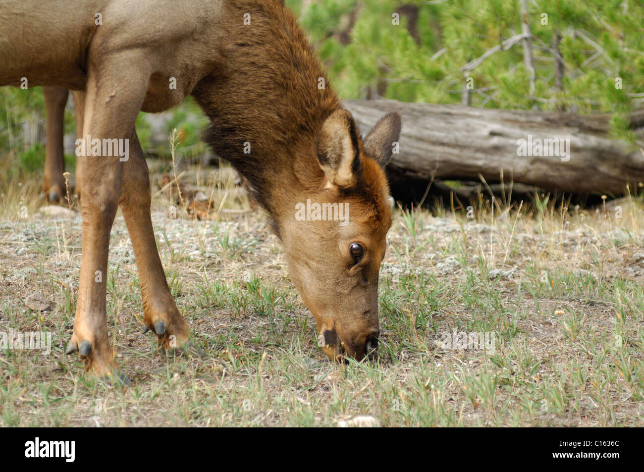 Cow Elk, Yellowstone National Park, Wyoming Stock Photo - Alamy