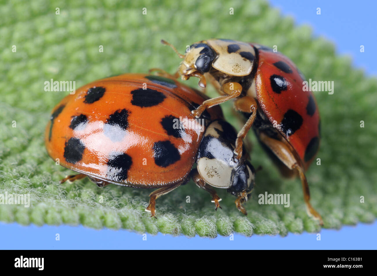 Asian lady beetle Stock Photo - Alamy