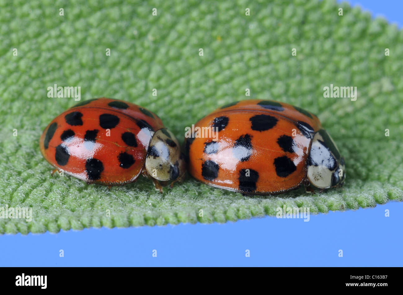 Asian lady beetle Stock Photo - Alamy