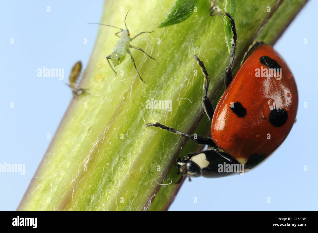 Asian lady beetle Stock Photo - Alamy