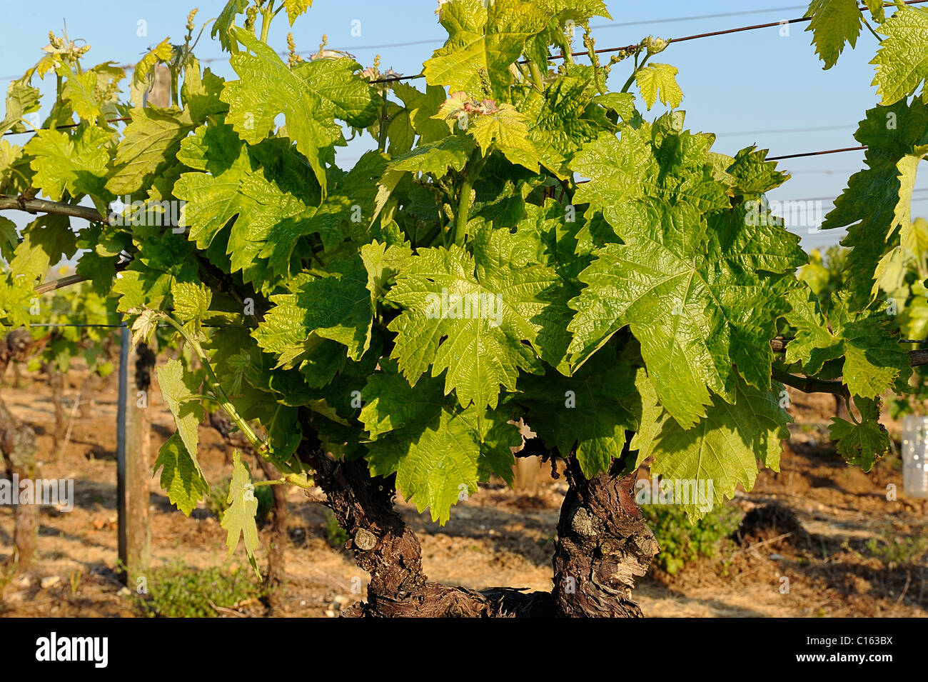 Pineau des charente hi-res stock photography and images - Alamy