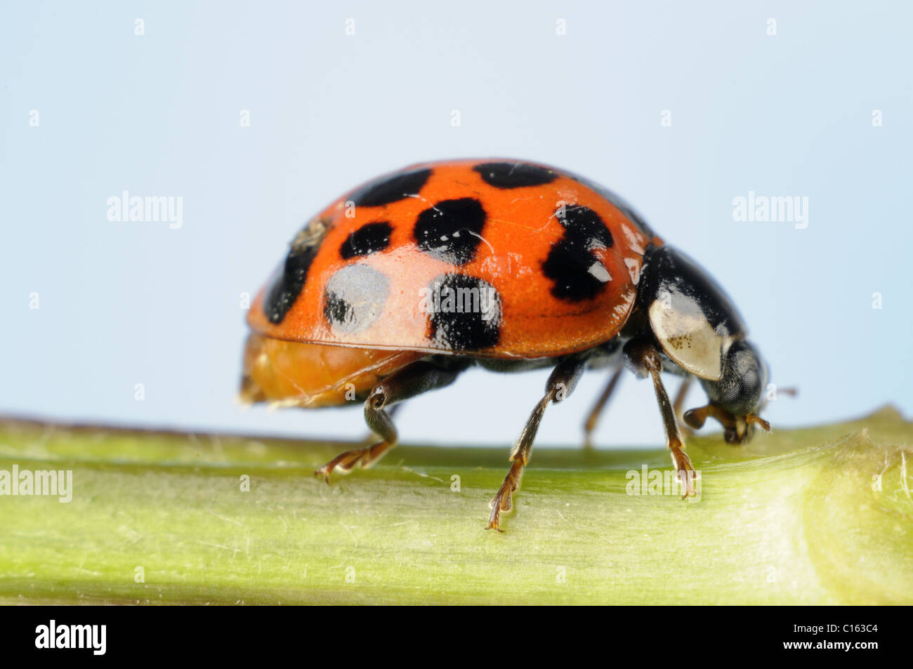 Asian lady beetle Stock Photo - Alamy