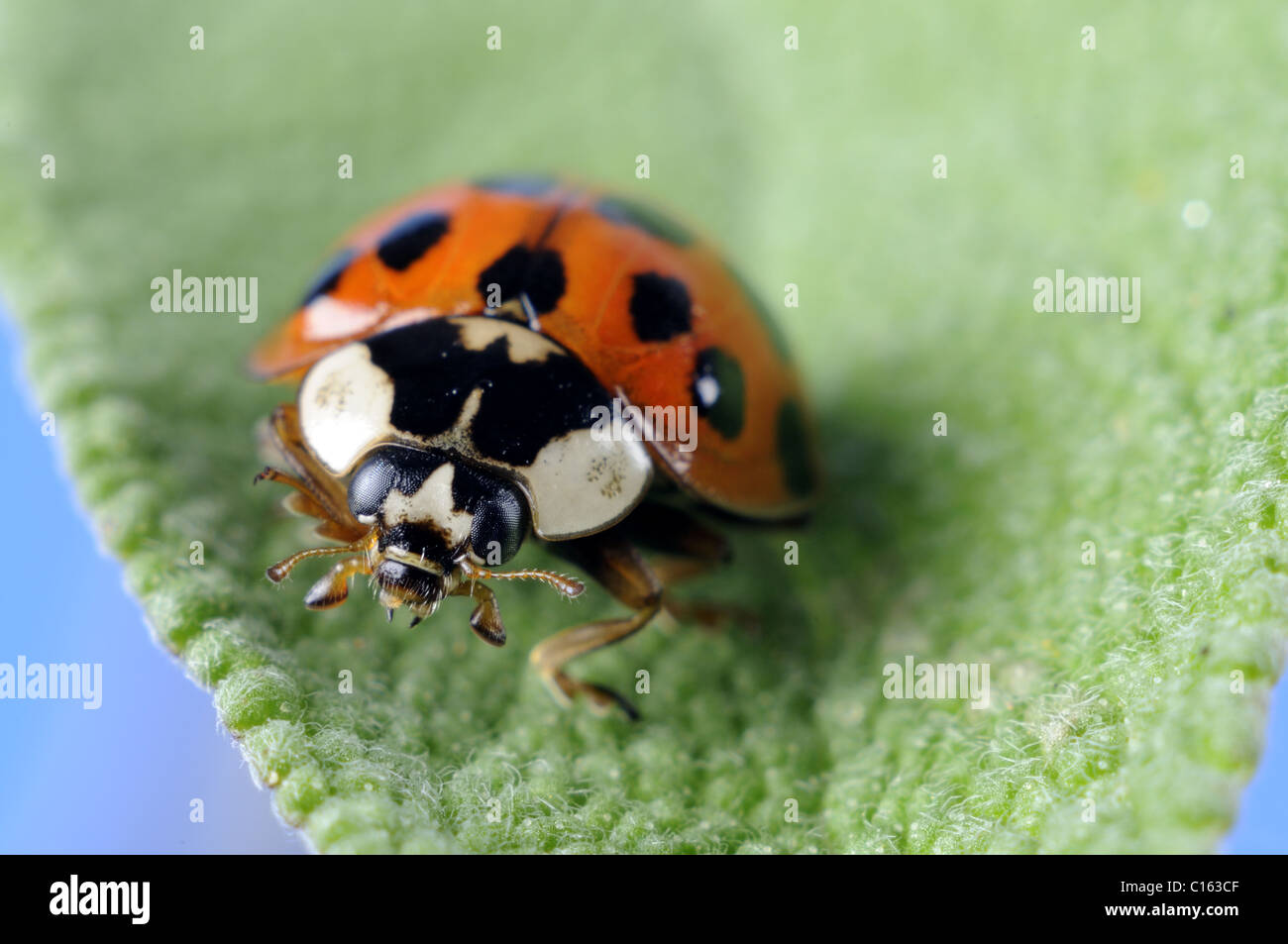 Asian lady beetle Stock Photo - Alamy
