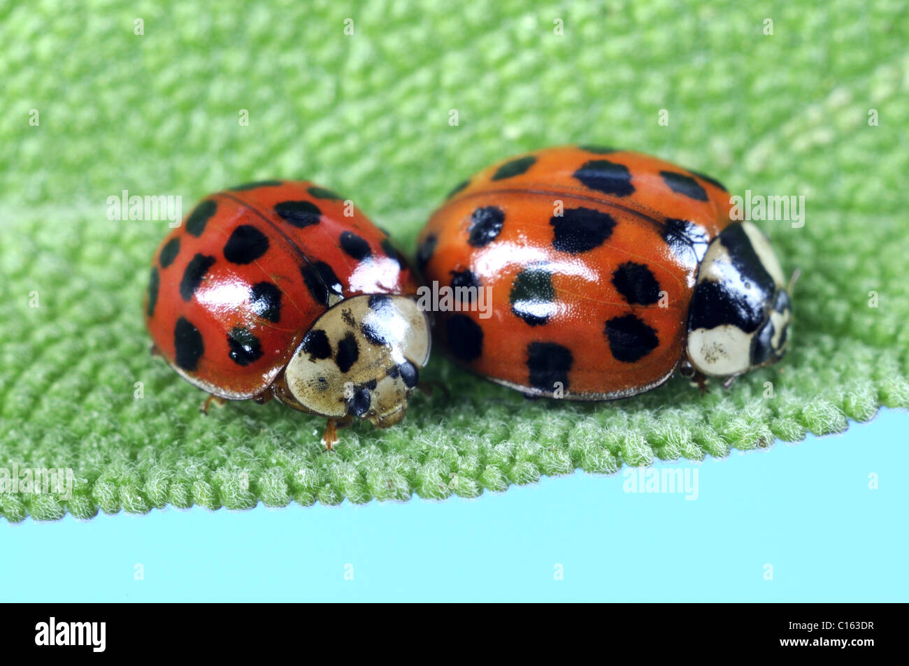 Asian lady beetle Stock Photo - Alamy