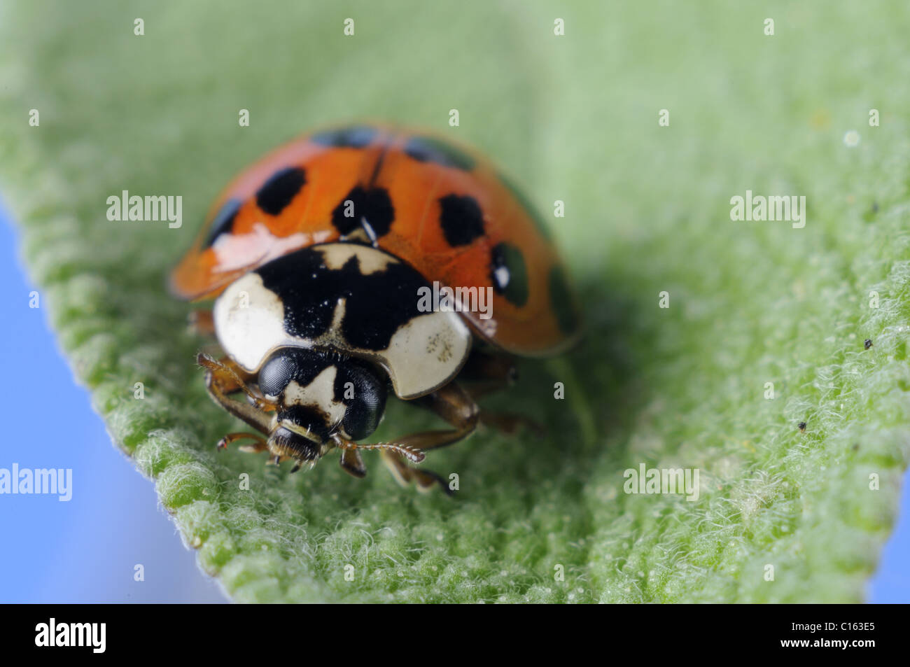 Asian lady beetle Stock Photo - Alamy