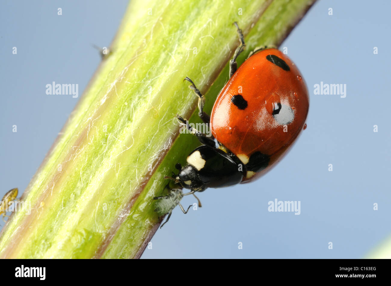 Asian lady beetle Stock Photo - Alamy