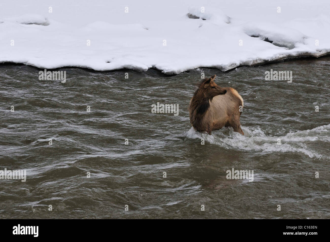 Elk Yearling High Resolution Stock Photography and Images - Alamy