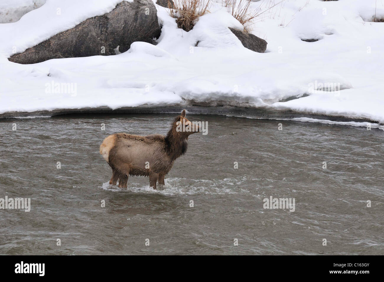 Elk Yearling High Resolution Stock Photography and Images - Alamy