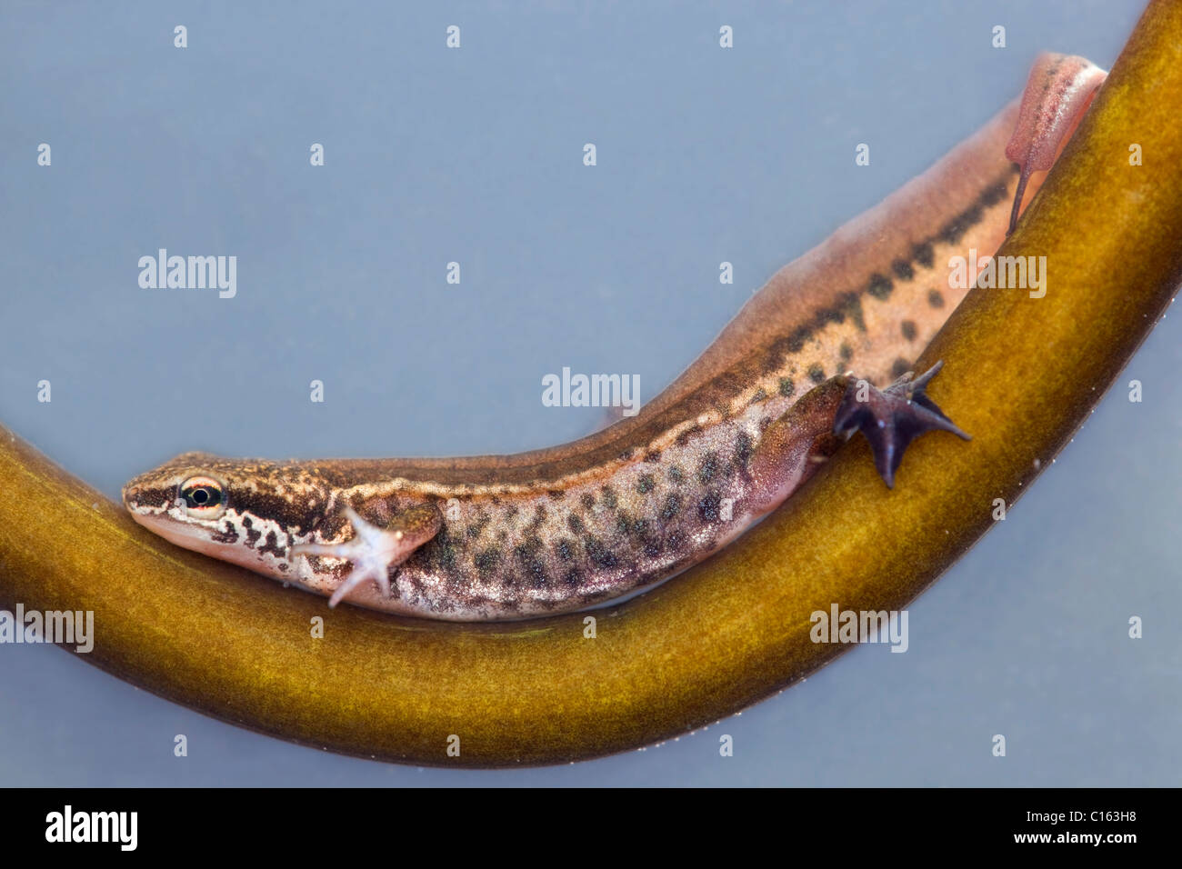 Palmate Newt; Triturus helvetica; male Stock Photo - Alamy